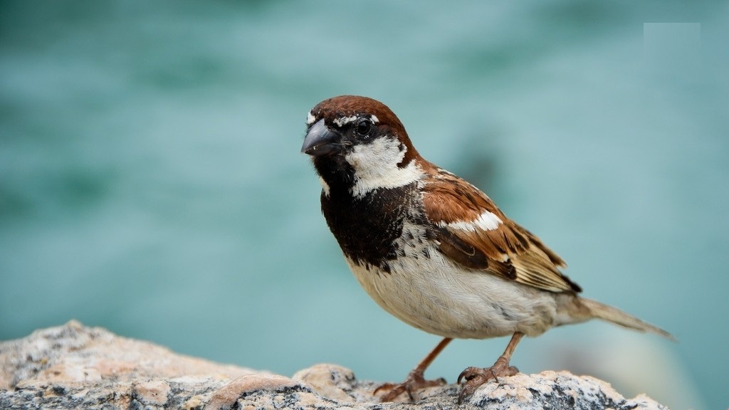 Sparrows Wallpapers | Download Free Bird Images