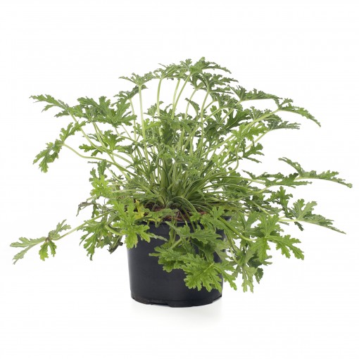 Bert Breed: Achter de geraniums