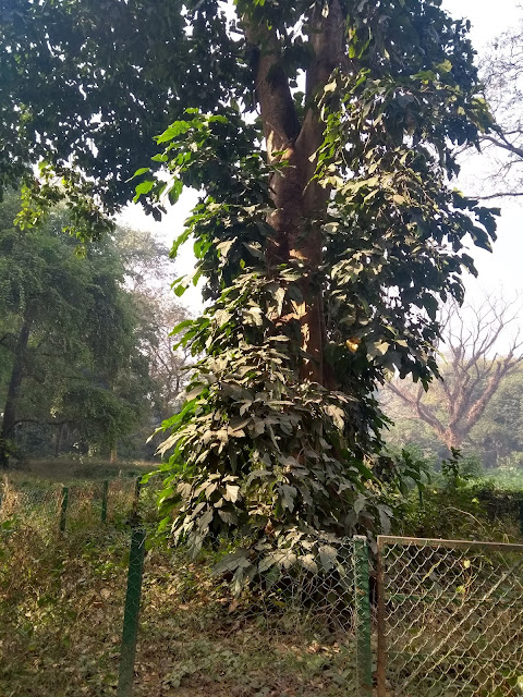 Spice of Life!: Mad Tree (ThursdayTreeLove)