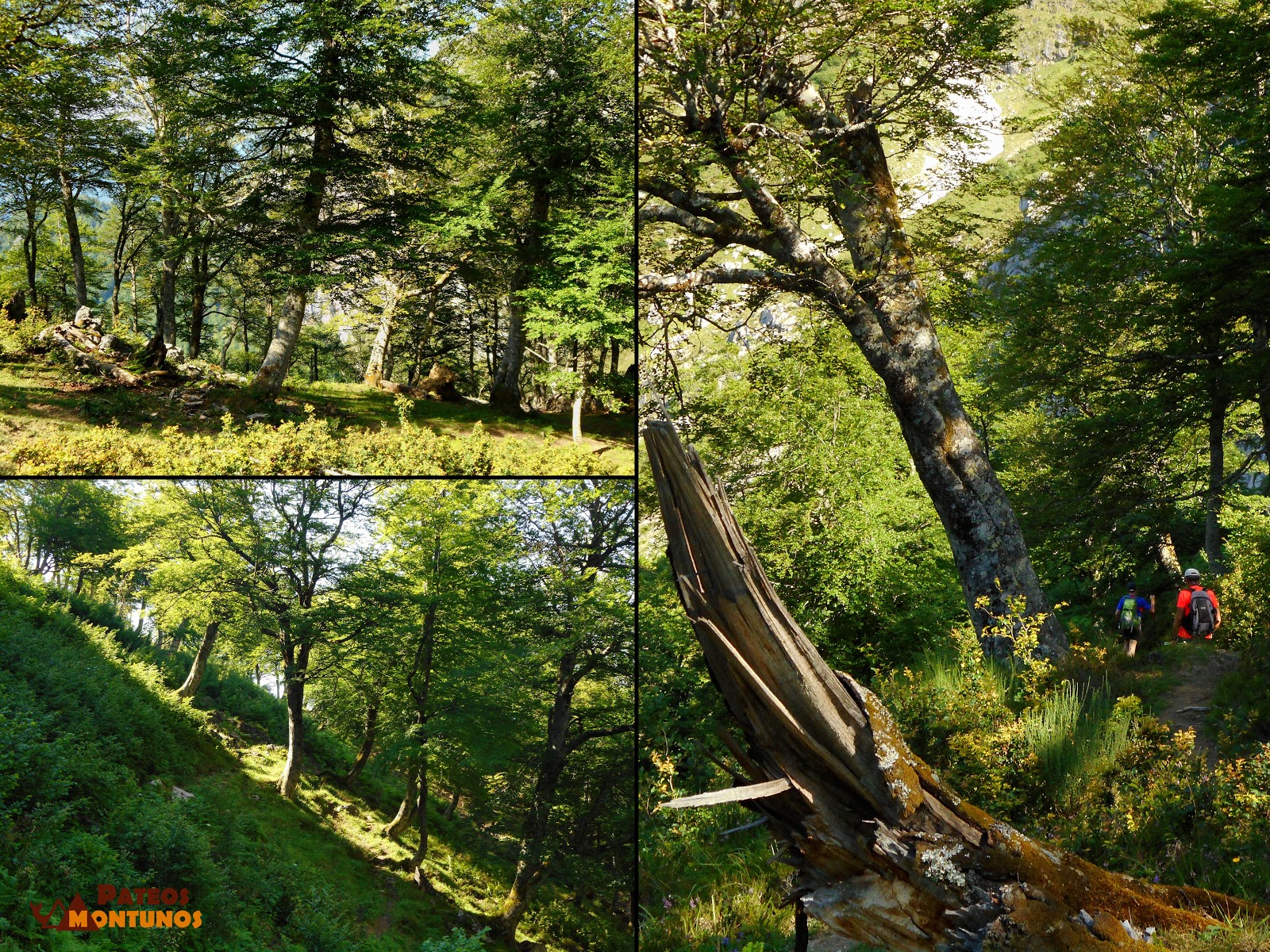 Pateos Montunos: Del Puerto de Edes al Collado Cámara. Los vergeles de ...