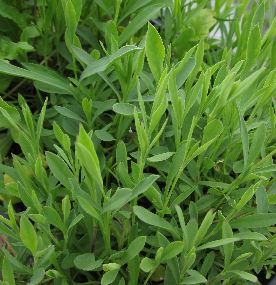 grøntsagsnørden: ny planteportræt: "stridolo"