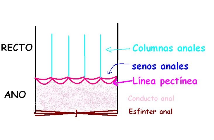 Anatomía UNAM: RECTO-CONDUCTO ANAL