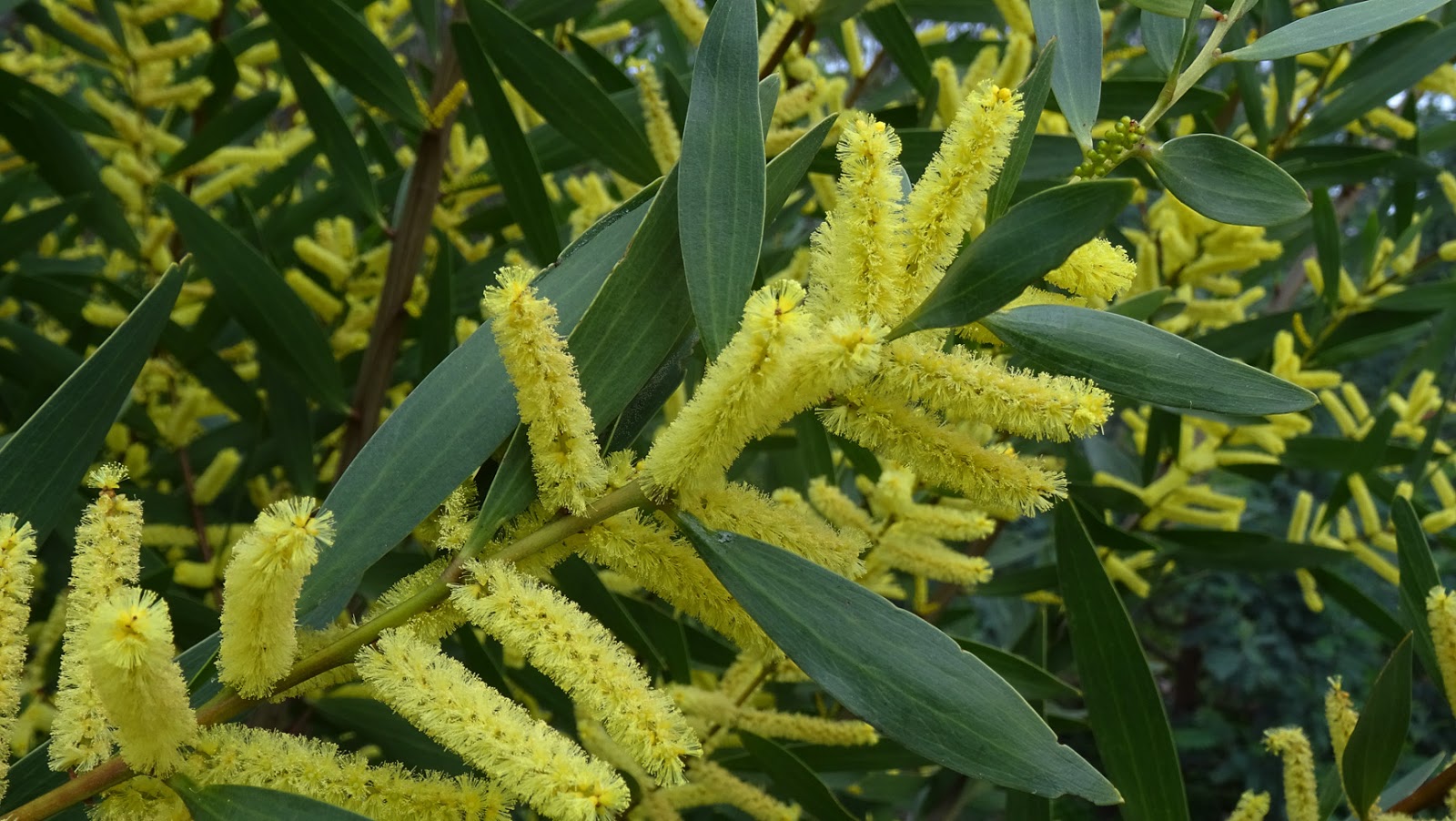 MAP: MELBOURNE STREET TREES 126 - COAST WATTLE