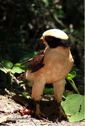 BiOjUnKiEs: Nuevos registros de aves en el estado de México