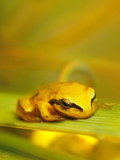 Sol, Vida e tudo mais ...: Rana Banana em: Amigas?! Não Obrigada!