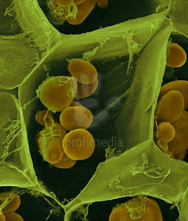 Molecularmente: Almidón