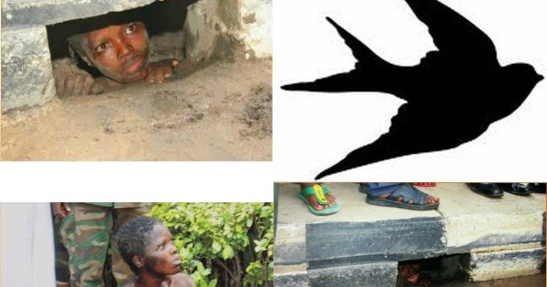 Story Nigeria: Shocking!!! A beautiful Lady Turns Into Bird, Lands In ...
