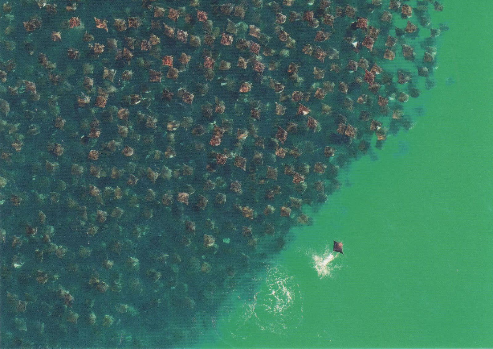 The Amazing World : Cownose Ray Migration (The great ocean migration ...