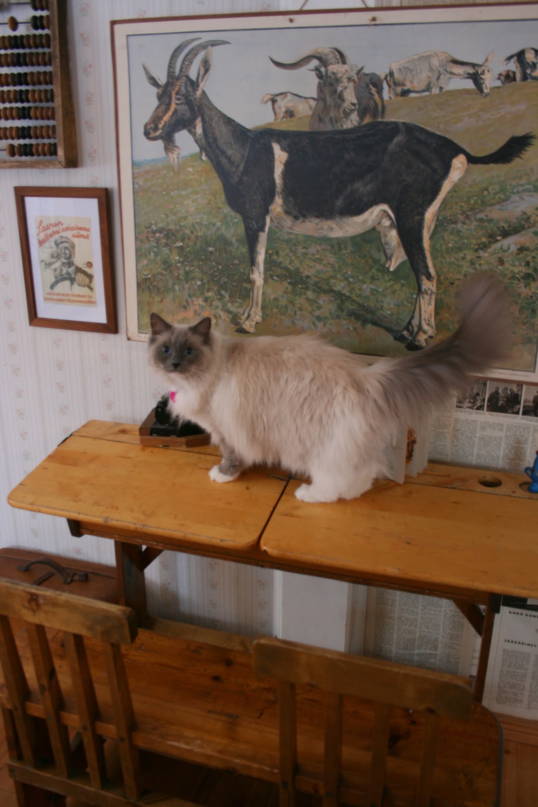 Maalaistuulia Peikkorinteestä: Vanha pulpetti