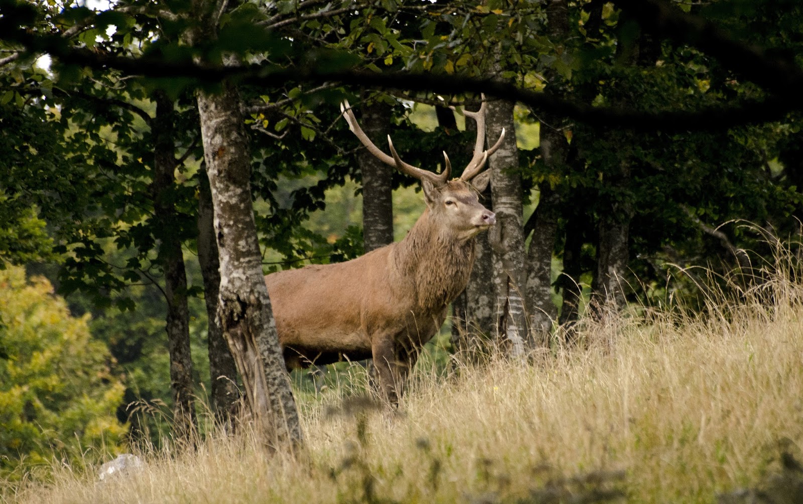 DROMESCAPE - Randonnées en Drôme et Escapades photographiques: Les ...