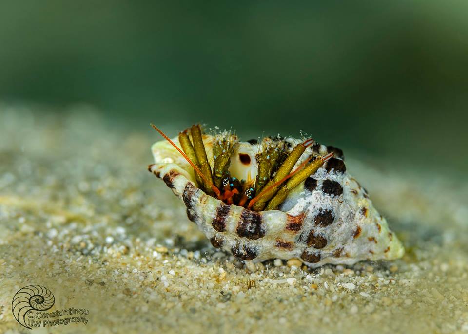 Biodiversity of Cyprus by NGO Protection of the Natural Heritage and ...