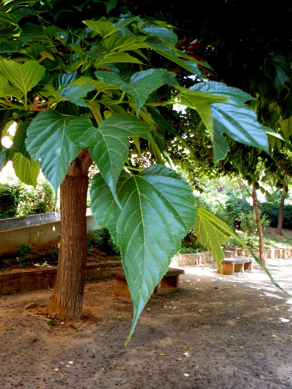 Árboles con alma: Morera negra. (Morus nigra)