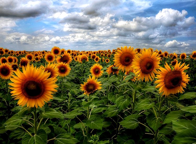 Keindahan Bunga dan Alam Semulajadi - Relaks Minda