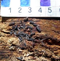 Microbiología.: 2014