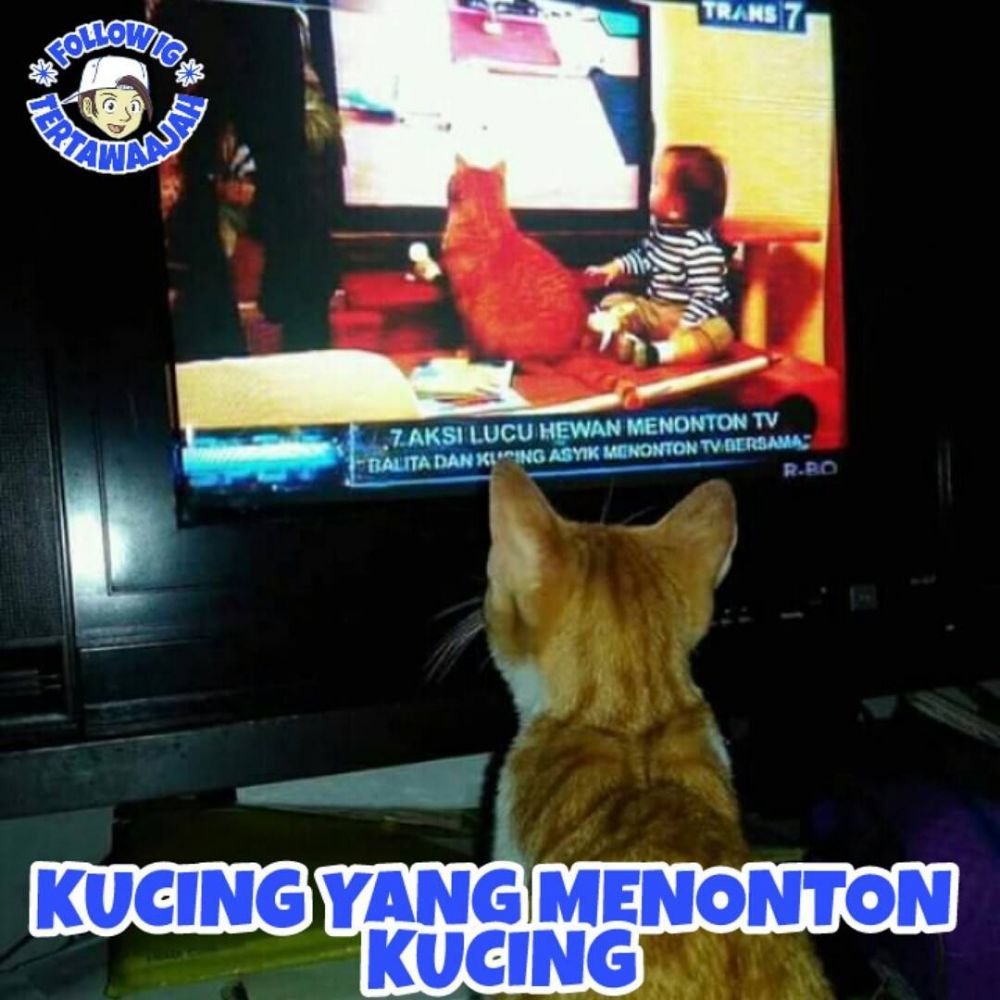 8 Meme 'Tingkah Lucu Kucing' yang Kelakuannya Ngegemesin Banget