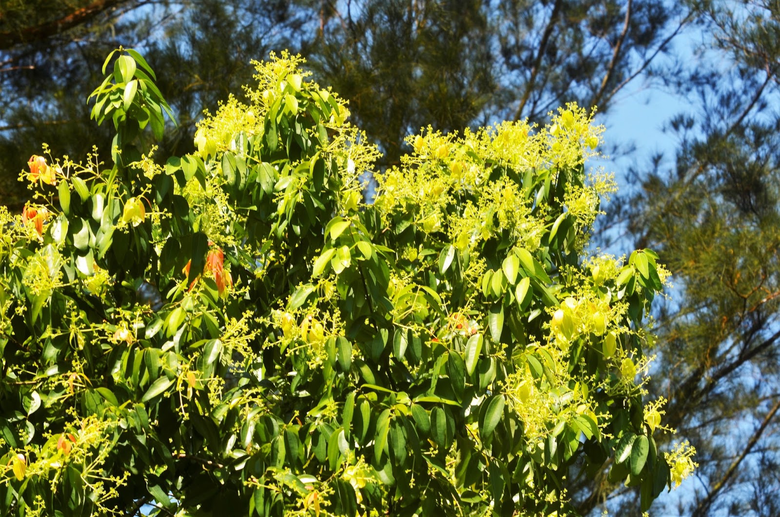 my BINTULU clicks: January flowering tree of Bintulu - Wild Cinnamon