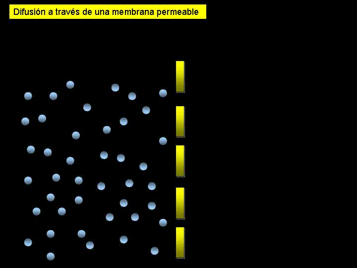 Biología: Transporte de membrana celular.