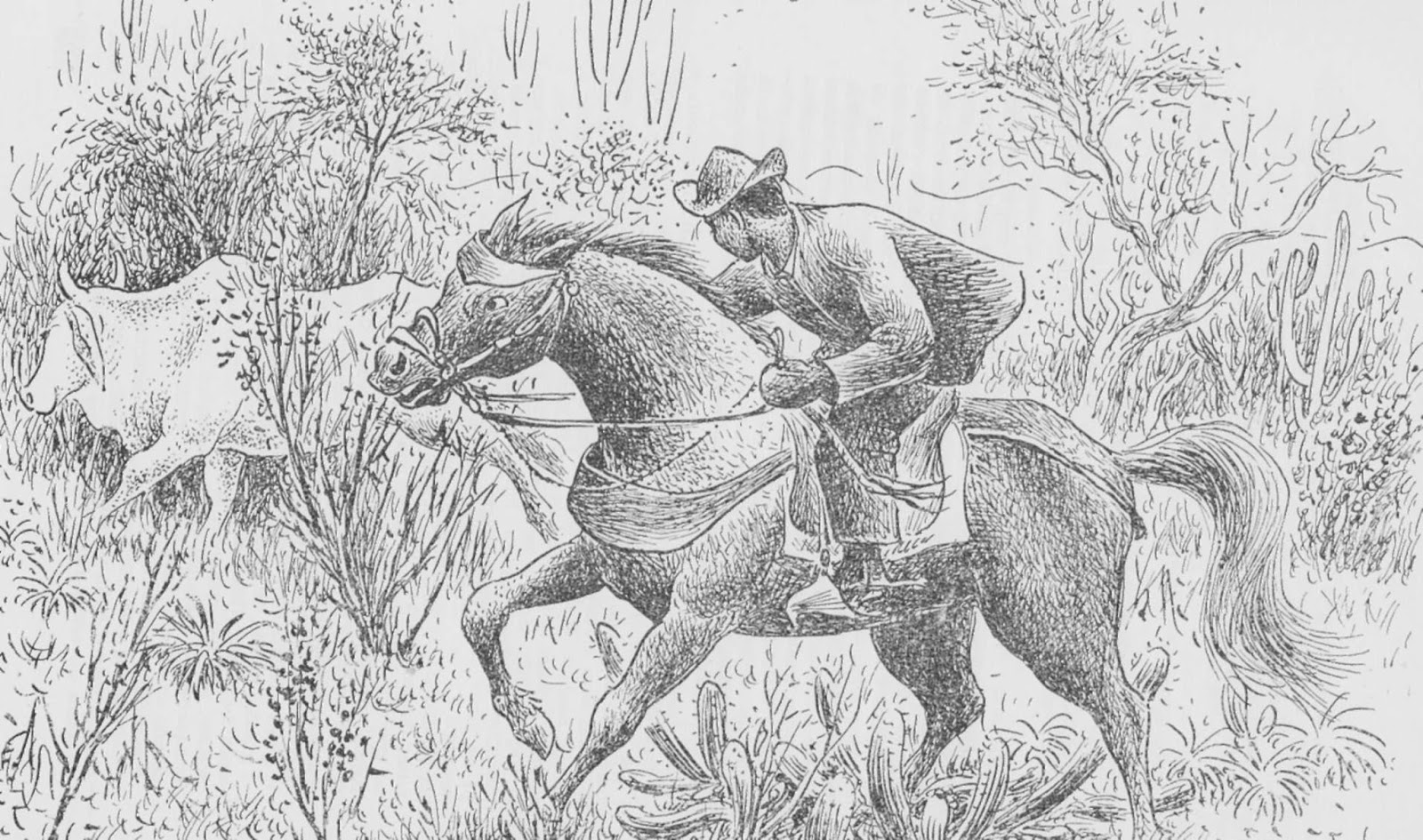 Cordel nos Cocais: HISTÓRIAS DE VAQUEIROS