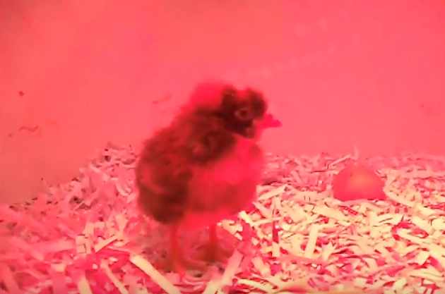 Como Se Sabe Si Un Pollo Es Macho O Hembra - Noticias de Pollo