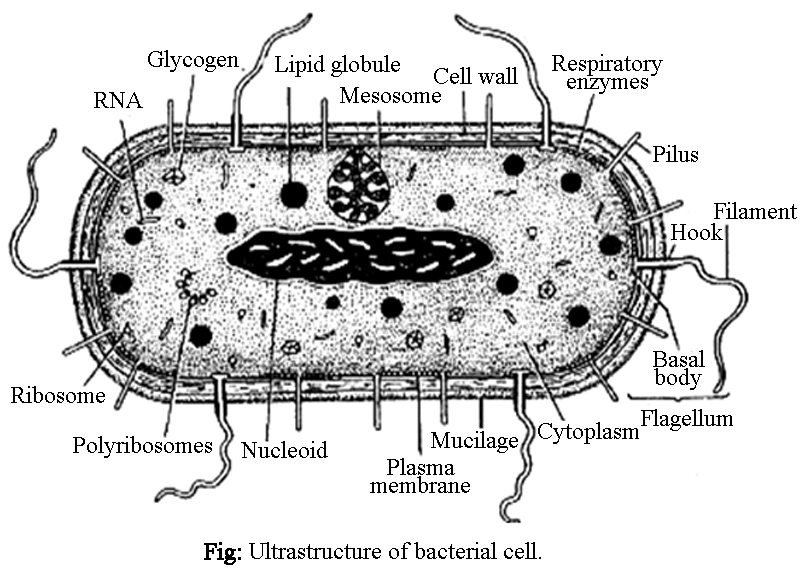 ULTRASTRUCTURE OF BACTERIAL CELL