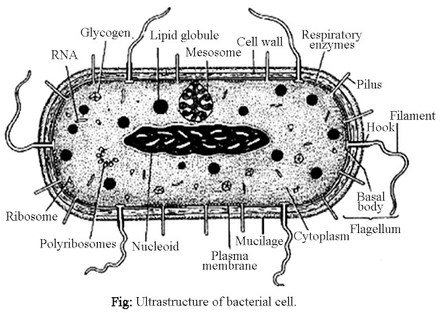 ULTRASTRUCTURE OF BACTERIAL CELL
