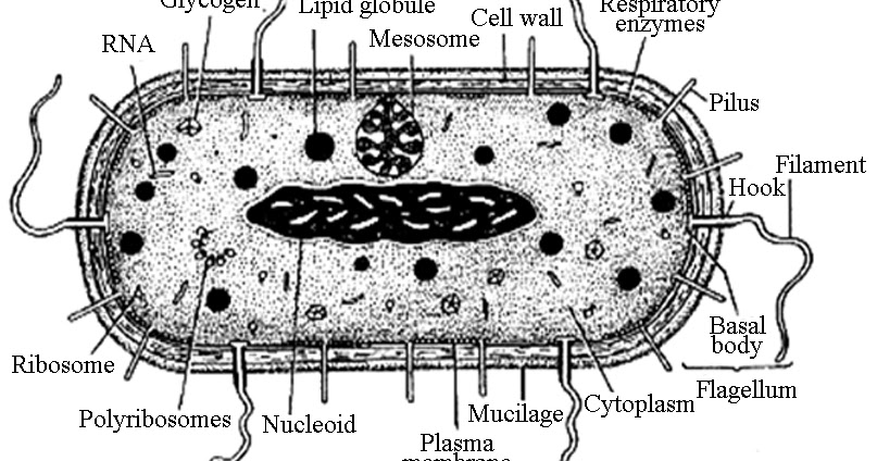 ULTRASTRUCTURE OF BACTERIAL CELL