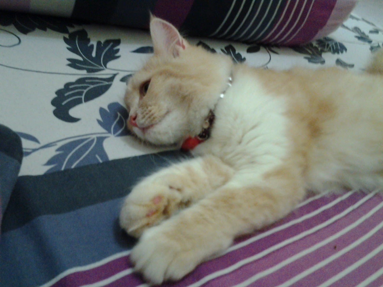 Kucing Kesayangan Saya