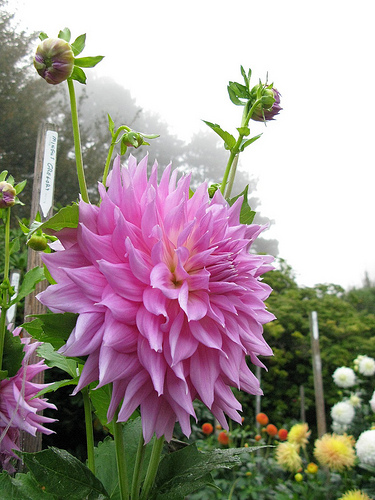Piers and Chandeliers: Fresh Flowers