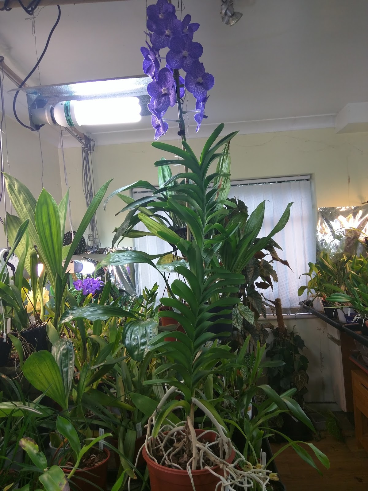 Kev's Orchids: Bloom Event - Big Giant Vanda