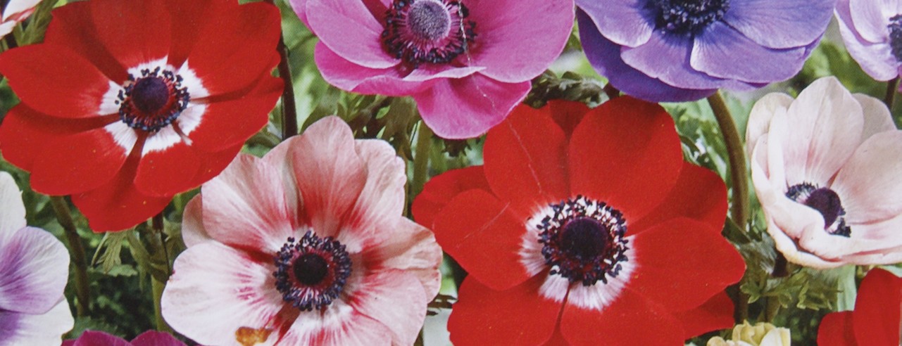 Planter i H(e)aven: Franske anemoner - Coronarius De Caen mixed