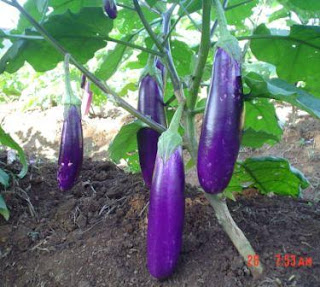 Manfaat terung ungu | Just My Style