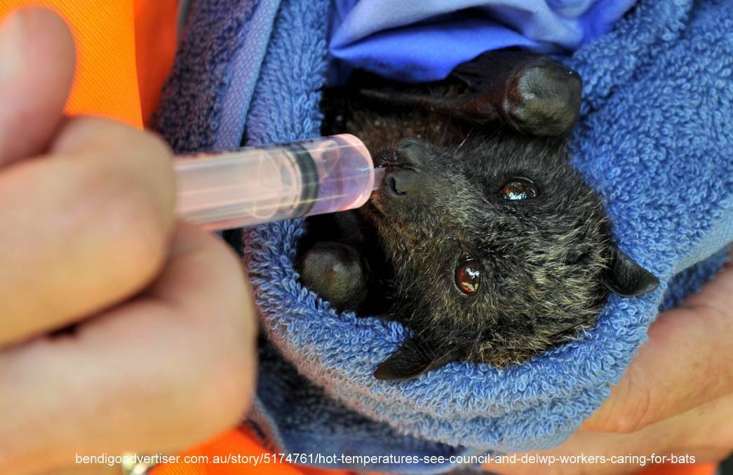 Bat Issues | Hot temperatures see council and DELWP workers caring for bats