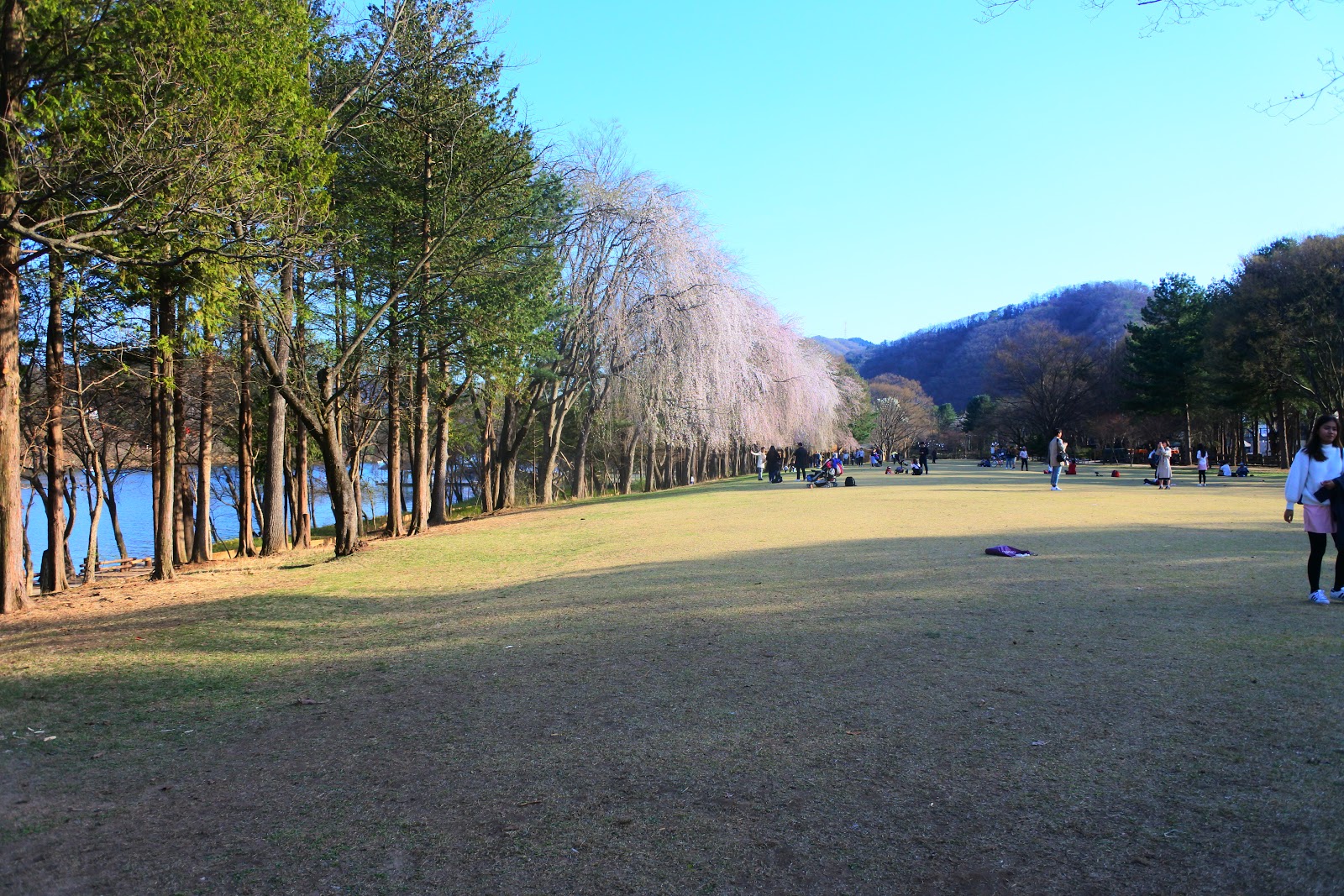 Jalan - jalan Korea 2017: Musim bunga di Garden of Morning Calm dan ...