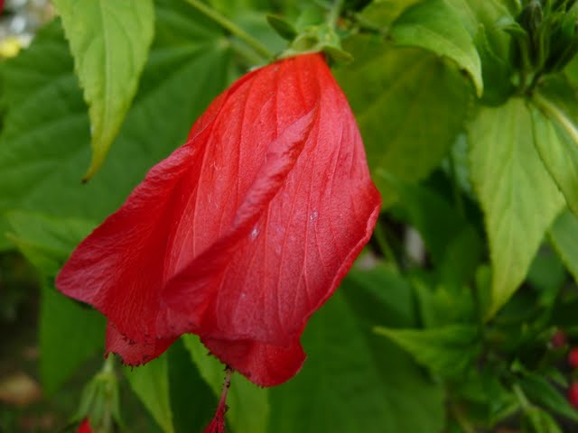 Pássaros e Flores: HIBISCO COLIBRI VERMELHO (ou MALVAVISCO)