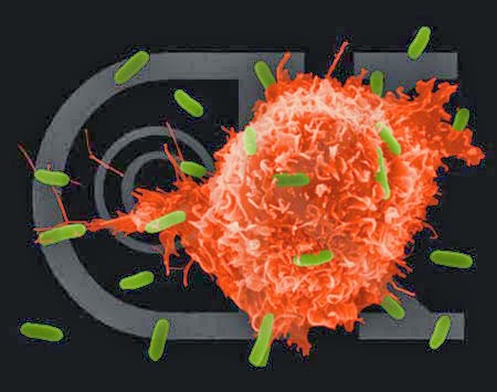 SISTEM IMUNITAS PADA MANUSIA DALAM ILMU BIOLOGI | Cafe Pendidikan