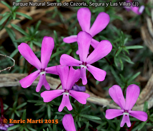 Violaceae: Viola cazorlensis - Flores Silvestres del Mediterráneo
