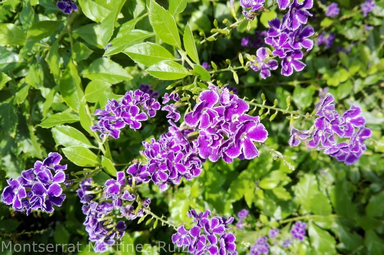 DURANTA, la FLOR CELESTE - BOTÀNIC SERRAT