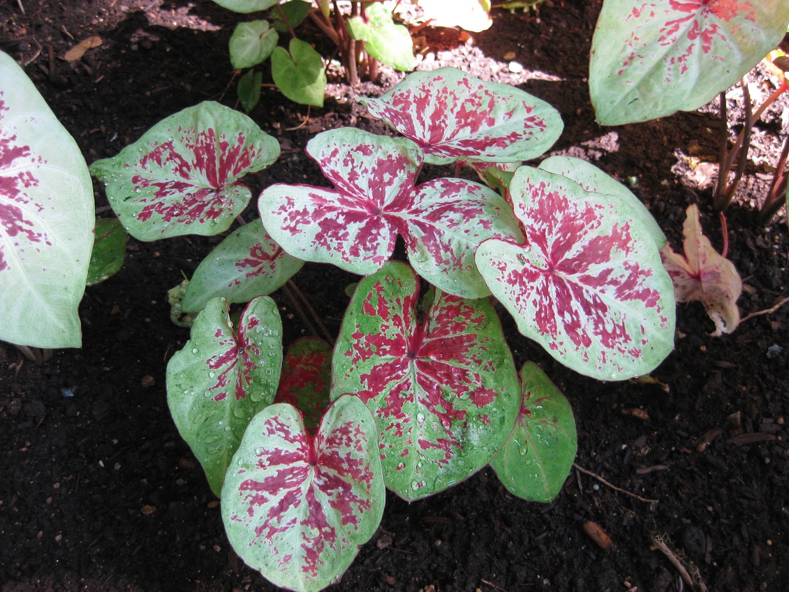 Caladium Collection - 2016 | Rotary Botanical Gardens