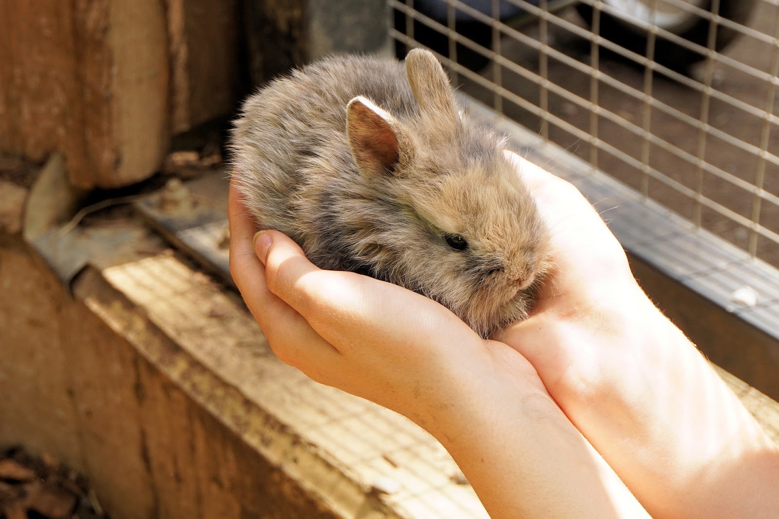 Countrified Hicks: Adopting and Raising a Dwarf Rabbit