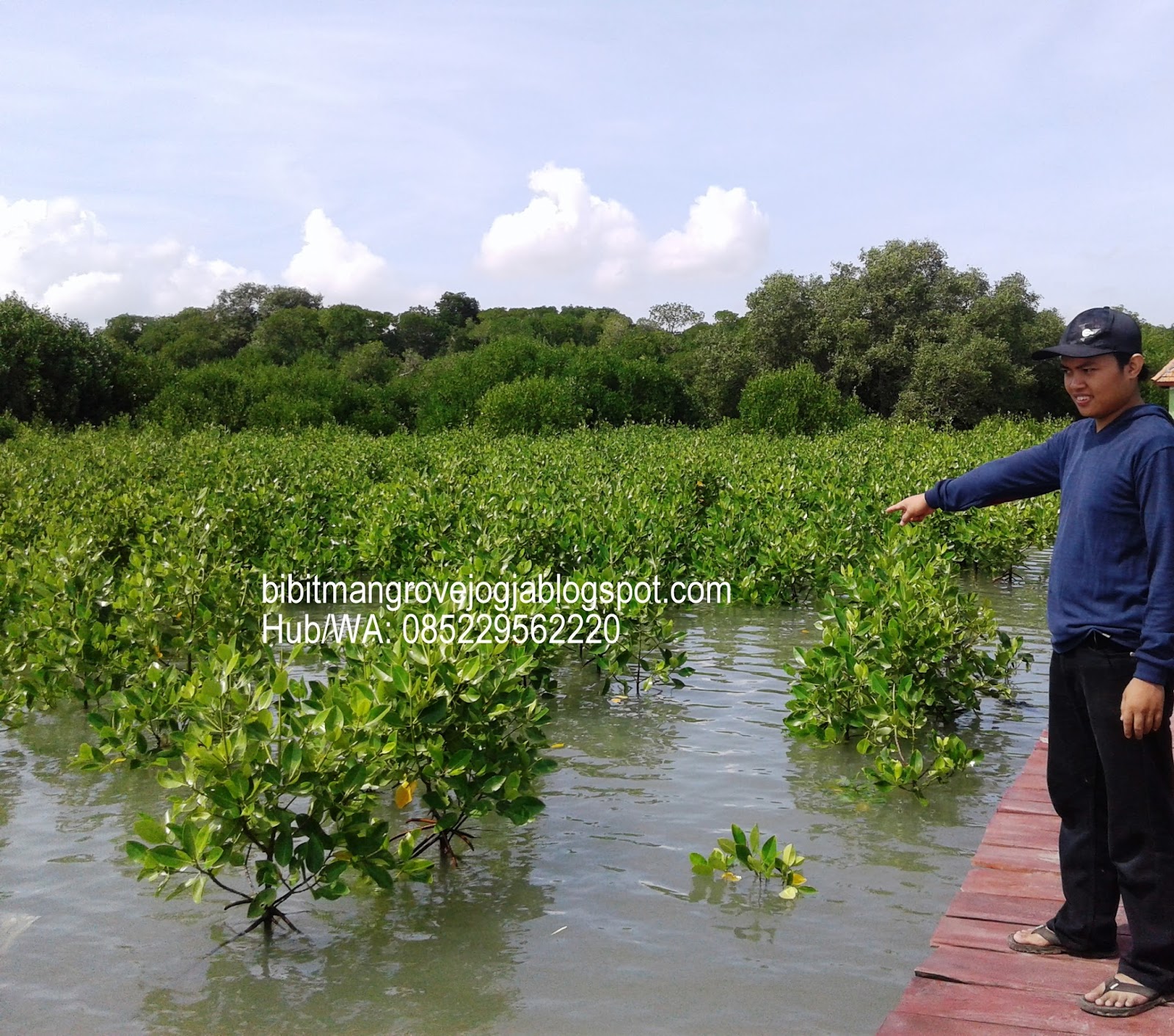 Jual Bibit Mangrove | Bibit Mangrove Jogja | Pohon Bakau: Teknik ...