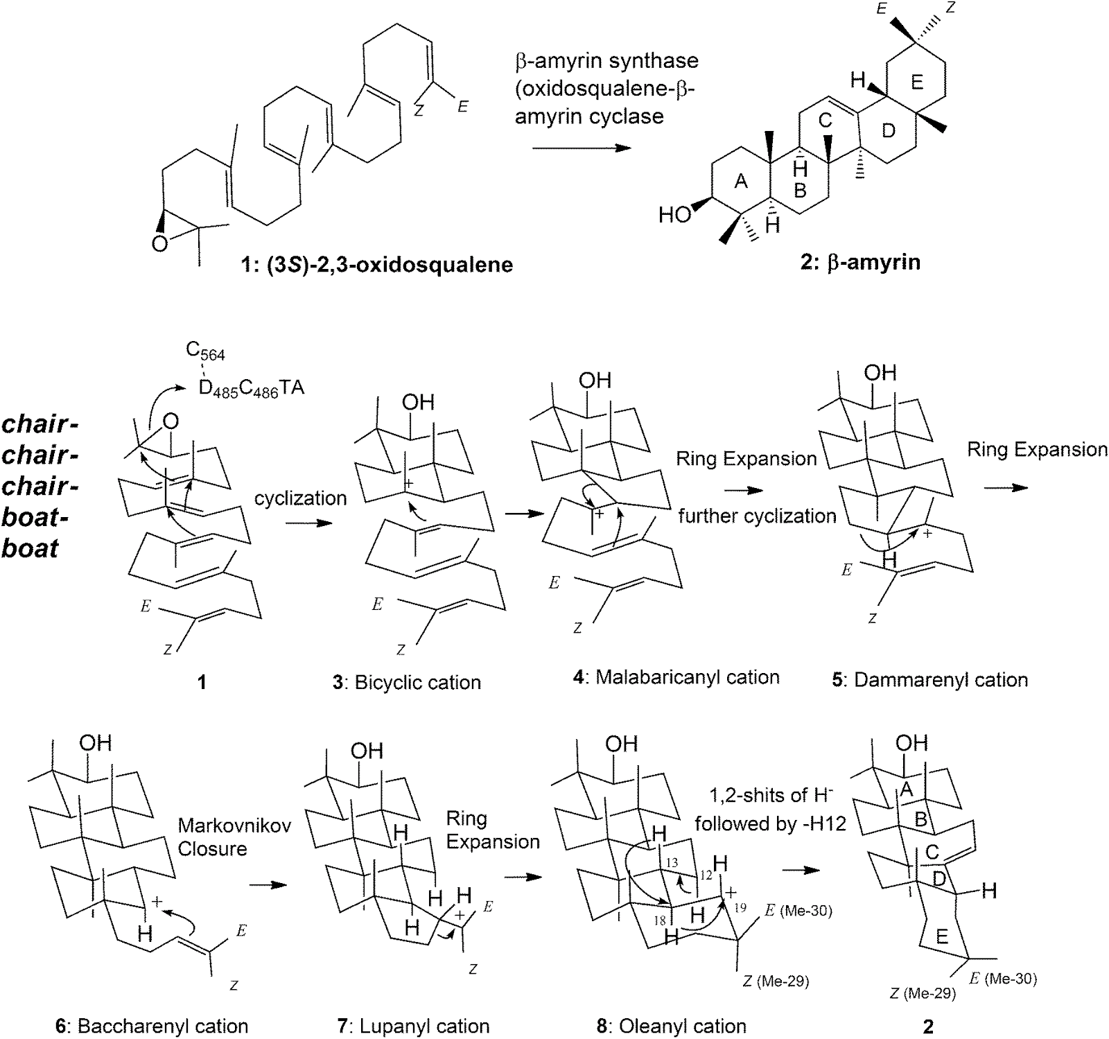 Application of the taraxerane-oleanane rearrangement to the synthesis ...