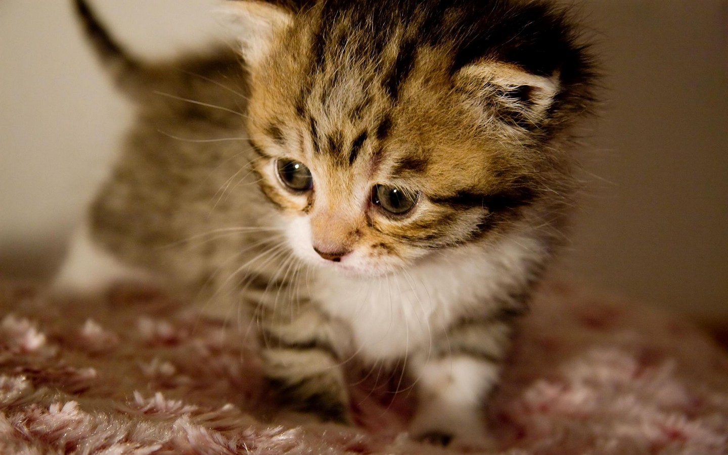 Images d chaton mignon - Photo de chat