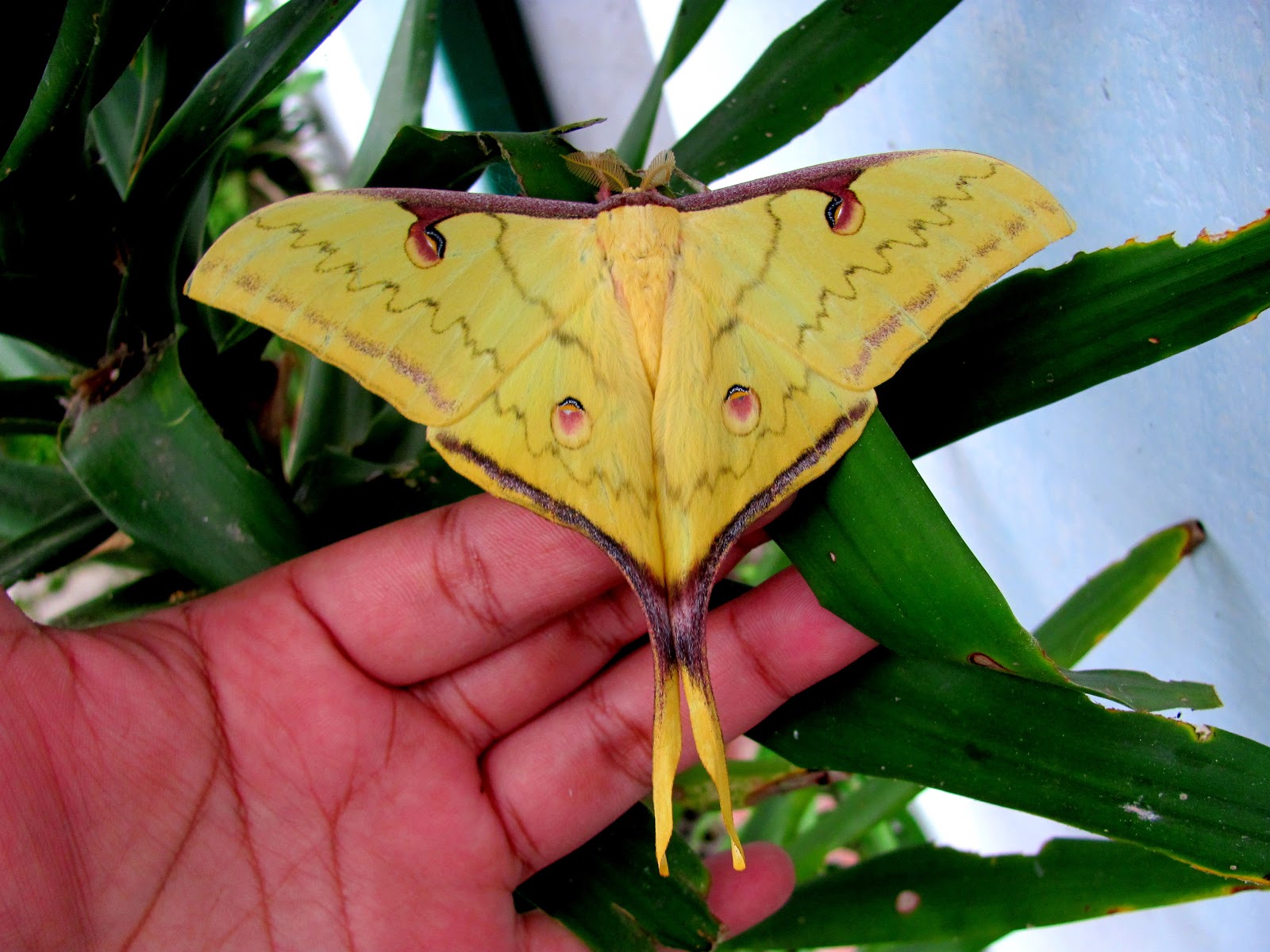 Moths of Bhutan: A preliminary checklist of Saturniidae (Wild Silk ...