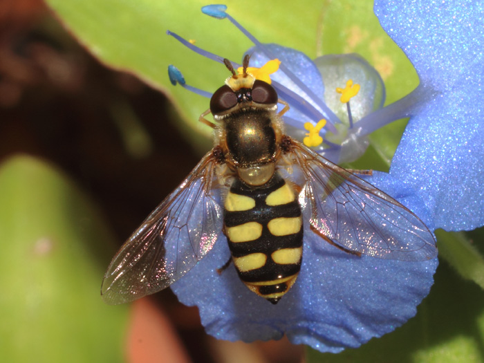 El Jardín Sucronense: Sírfidos en otoño