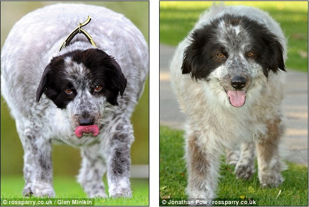 How To Thin Down Overweight Border Collie