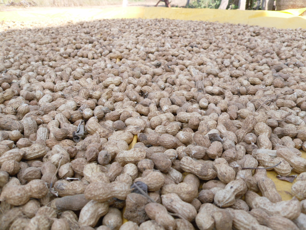 Farm, yeah: groundnut harvest