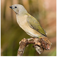 Pets information: The Life Cycle of Gouldian Finches: