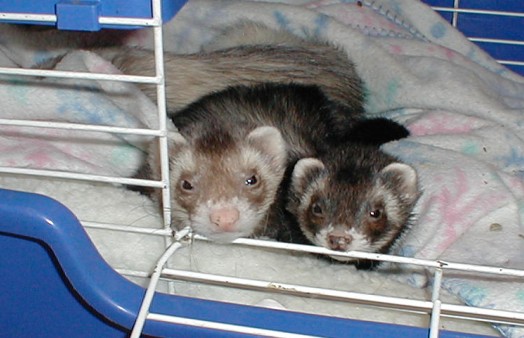 Dihorul: Poze amuzante cu Dihori