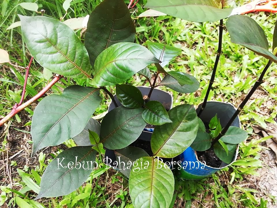 Kebun Bahagia Bersama: Pokok Puding Belacan (Rendang Negeri Sembilan)