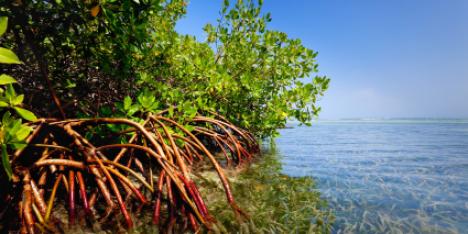 VILLEGAS.AGUAySOCIEDAD: Mangle rojo